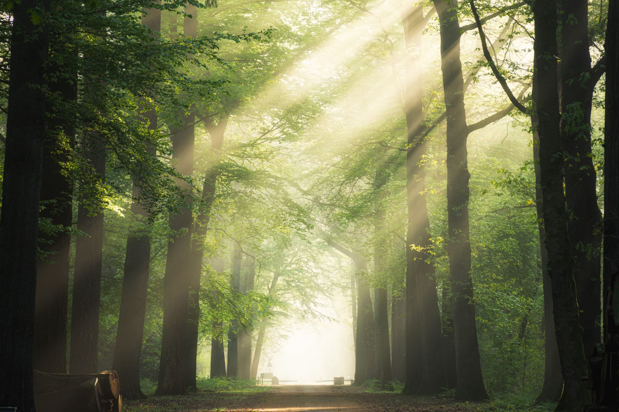 Forêt primaire en Pologne: condamnation par la justice européenne